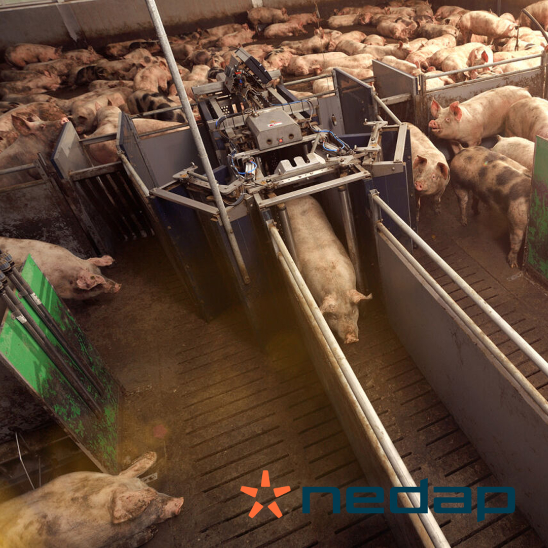 ¿Cómo puede utilizar cada centímetro cuadrado de su establo de cerdos ...